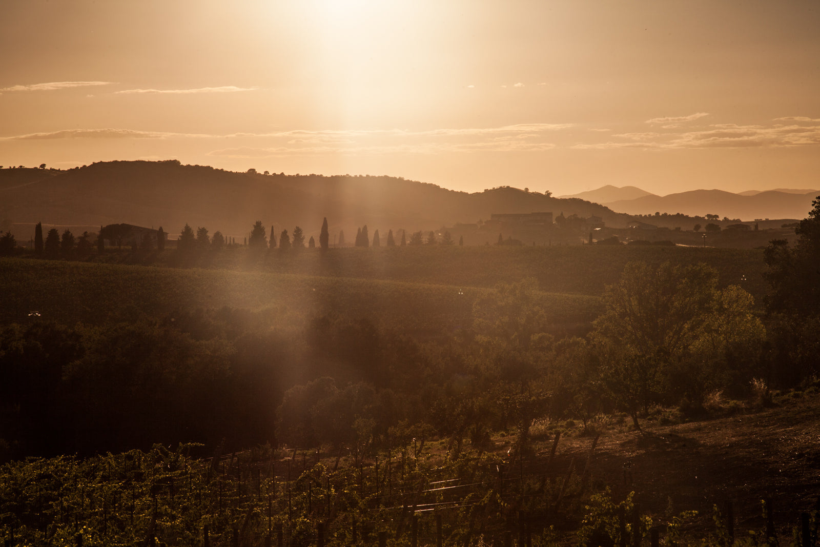 Val di Toro: Bio-Weine aus der Maremma im tiefen Süden der Toskana ...